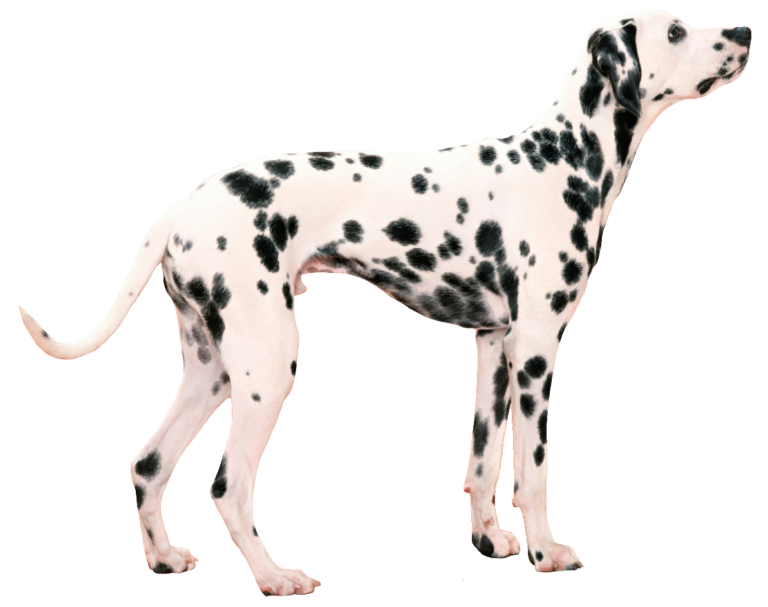 Dalmatian Dog PNG Images Free Download - Pngfre