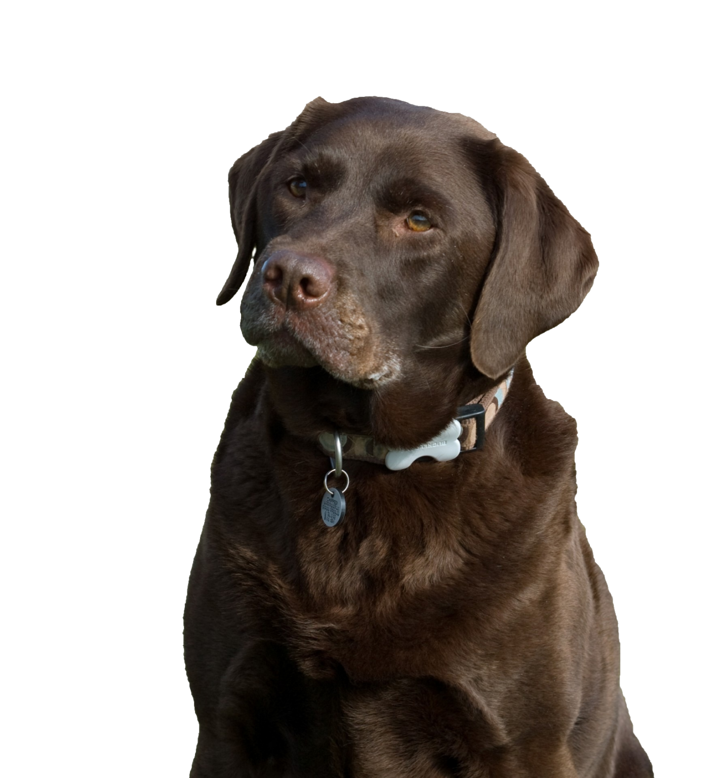 Dog PNG Transparent Images Free Download - Pngfre