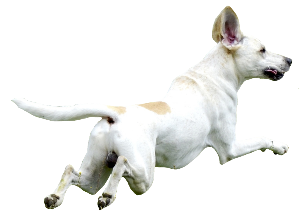 Dog PNG Transparent Images Free Download - Pngfre