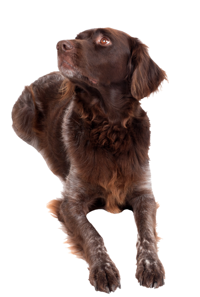 Dog PNG Transparent Images Free Download - Pngfre