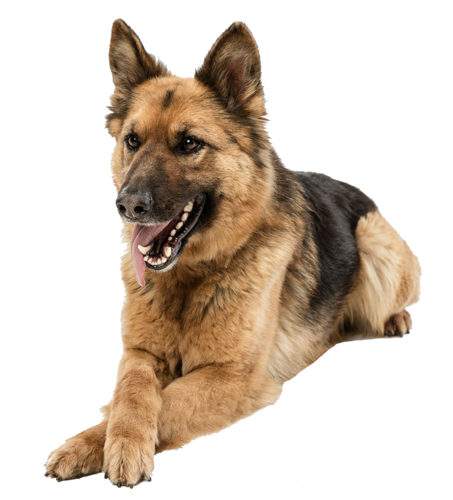 Dog PNG Transparent Images Free Download - Pngfre