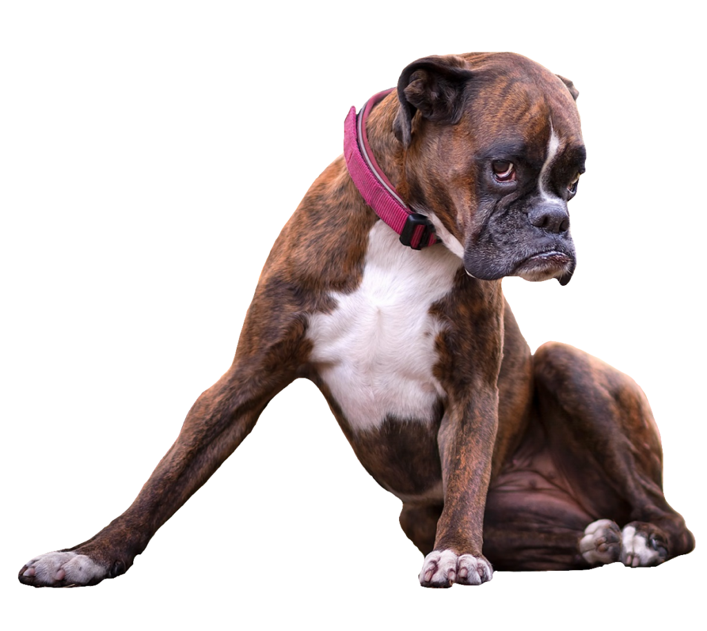 Dog PNG Transparent Images Free Download - Pngfre