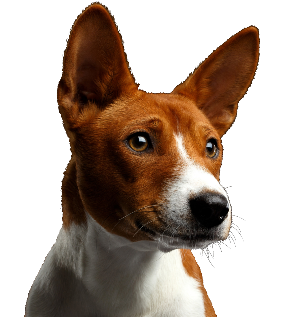Dog PNG Transparent Images Free Download - Pngfre