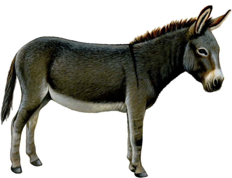 Donkey Png Transparent Images Free Download - Pngfre