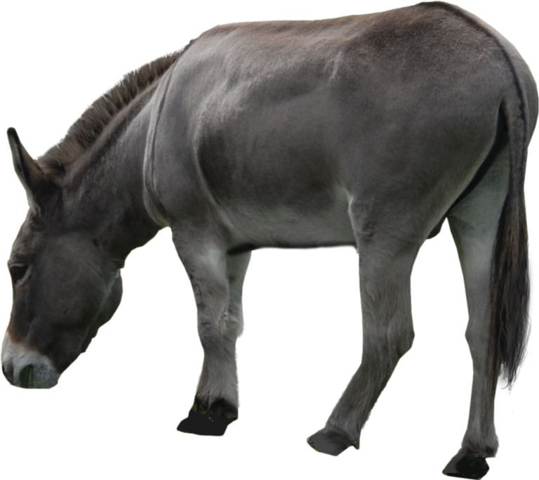 Donkey Png Transparent Images Free Download - Pngfre