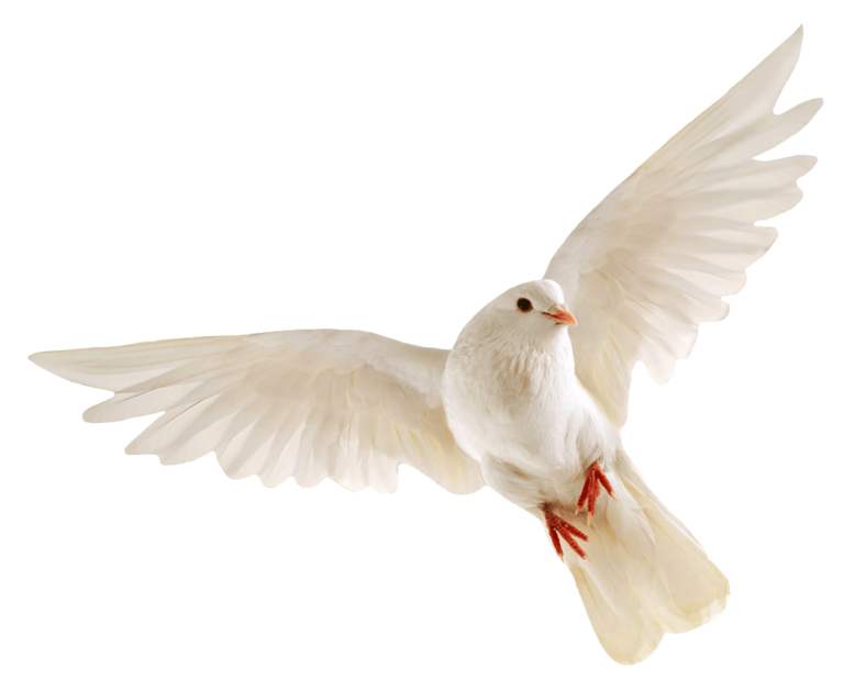 Dove PNG Images free Download - Pngfre