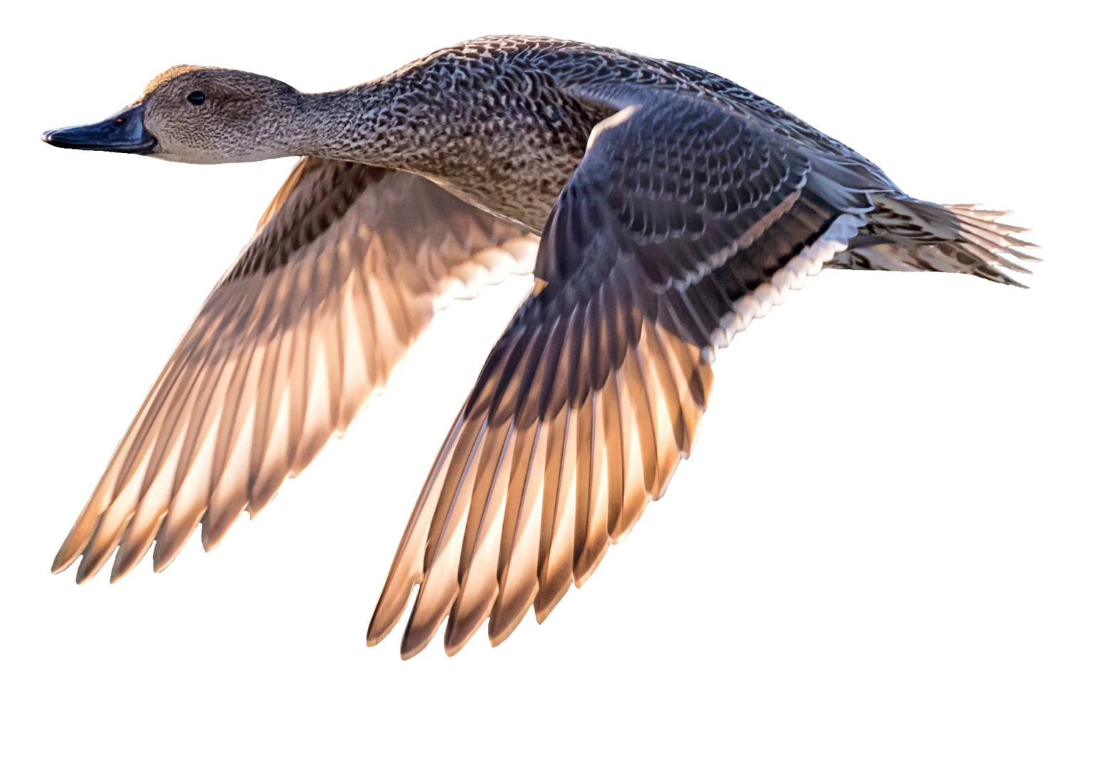 Duck PNG Transparent Images Free Download - Pngfre
