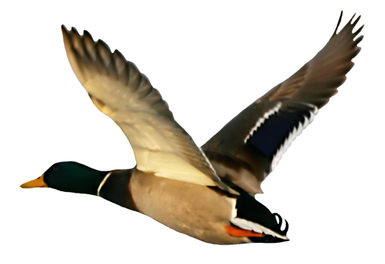 Duck PNG Transparent Images Free Download - Pngfre