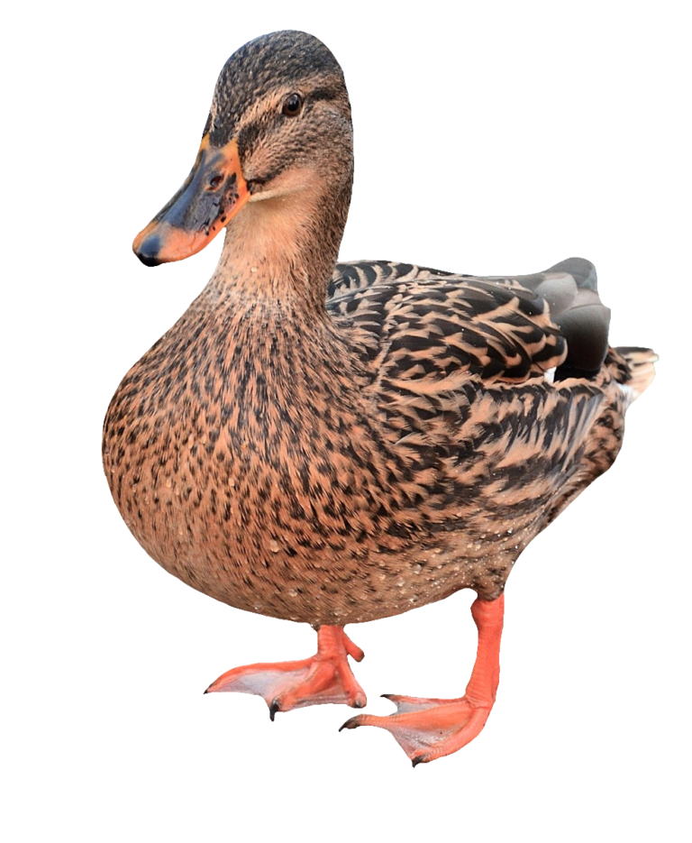 Duck PNG Transparent Images Free Download - Pngfre