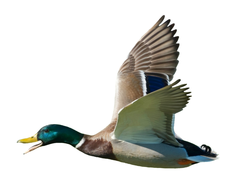 Duck PNG Transparent Images Free Download - Pngfre