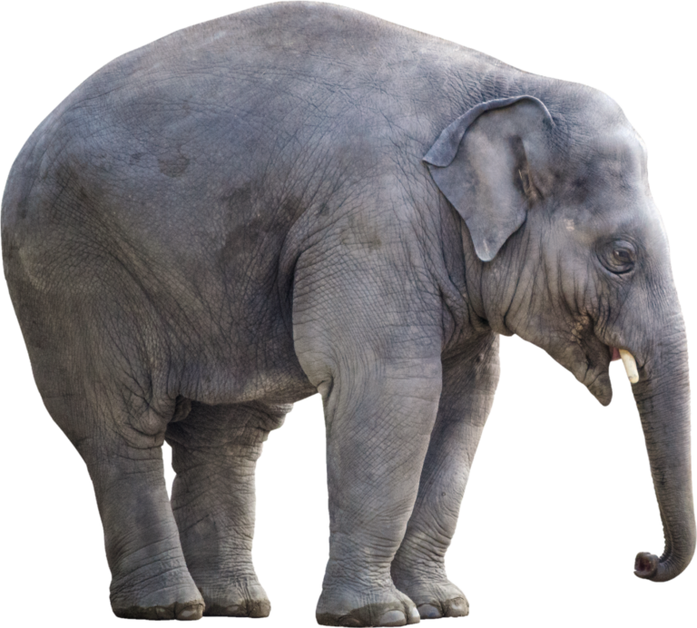Elephant Png Transparent Images Free Download - Pngfre