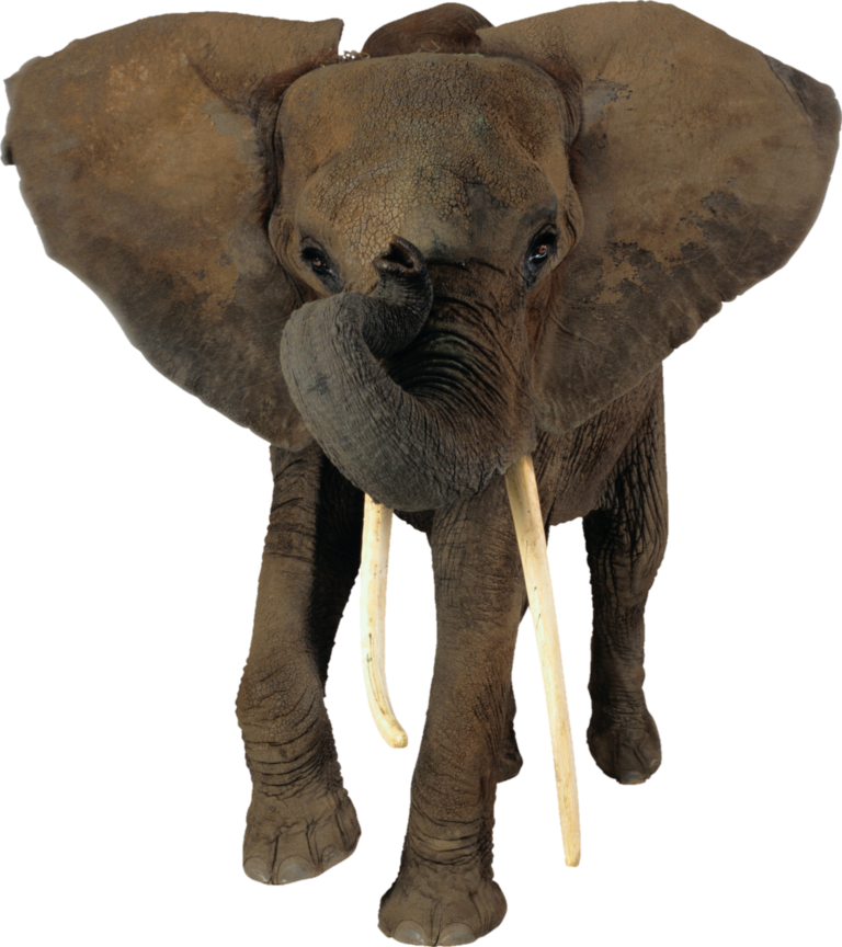 Elephant Png Transparent Images Free Download - Pngfre