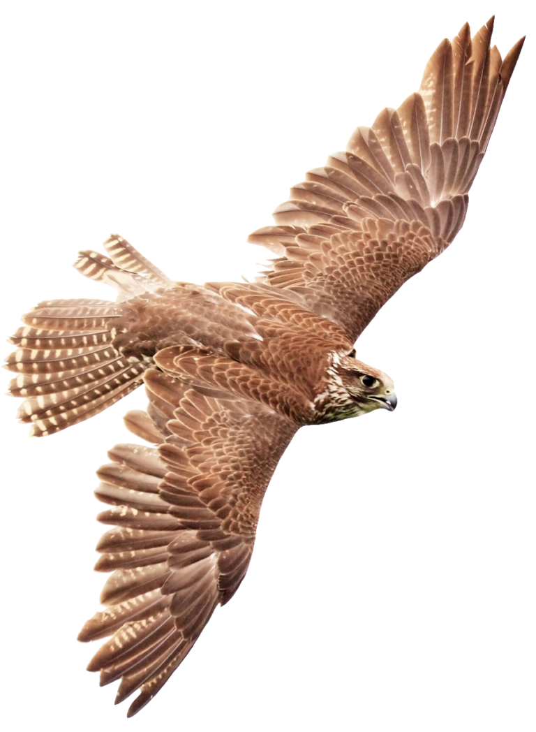 Falcon PNG Images Free Download - Pngfre