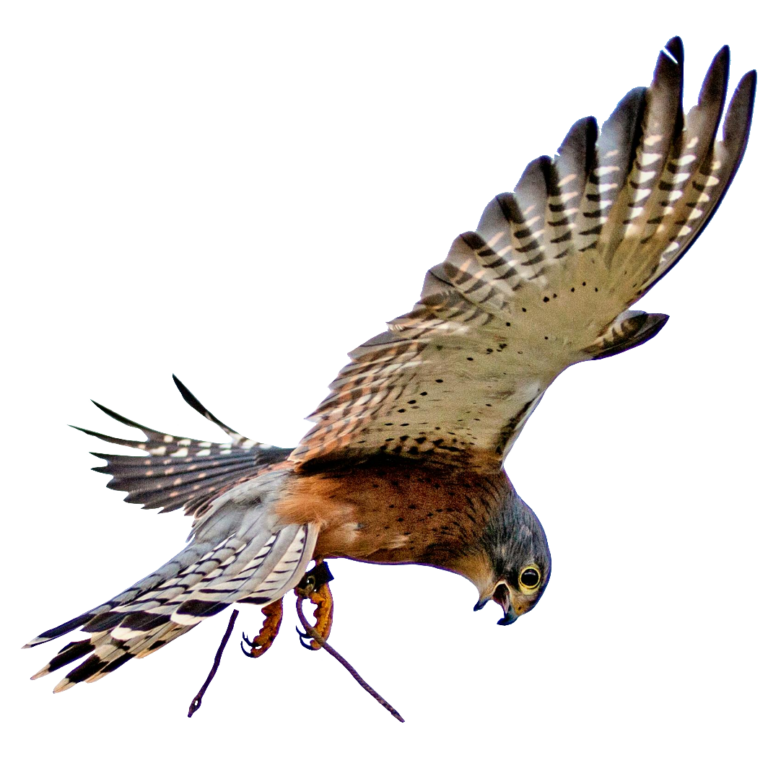 Falcon PNG Images Free Download - Pngfre