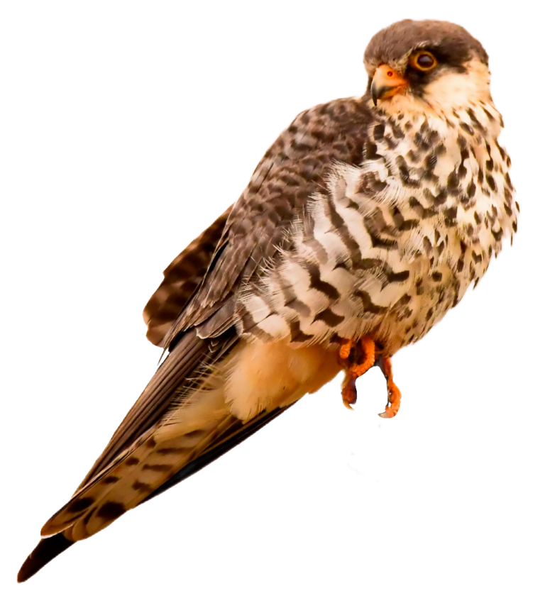 Falcon PNG Images Free Download - Pngfre