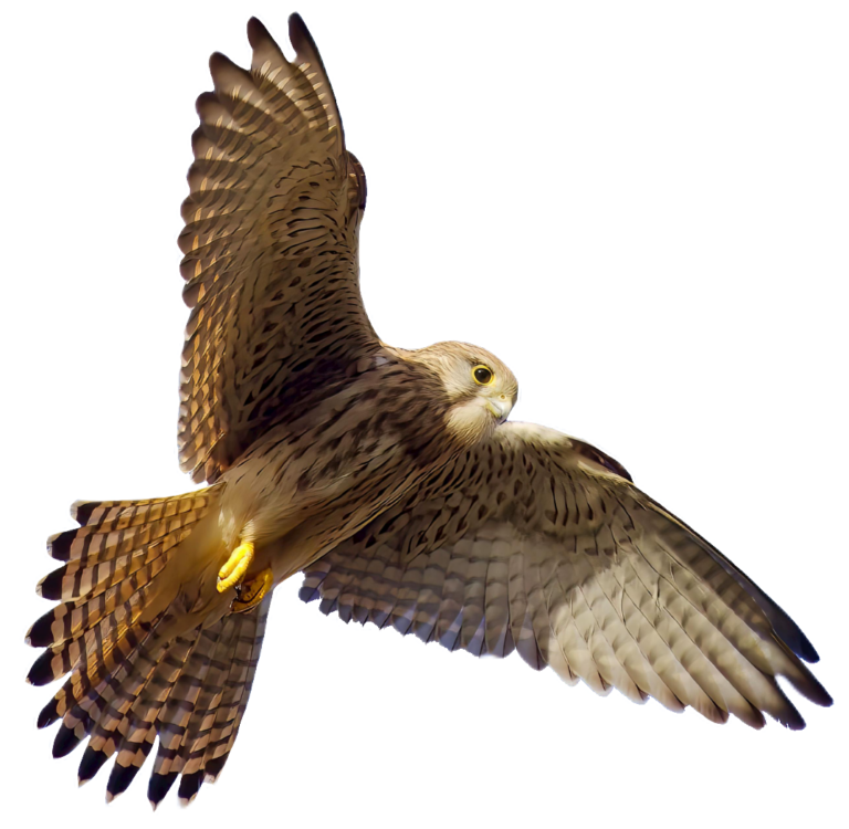 Falcon PNG Images Free Download - Pngfre