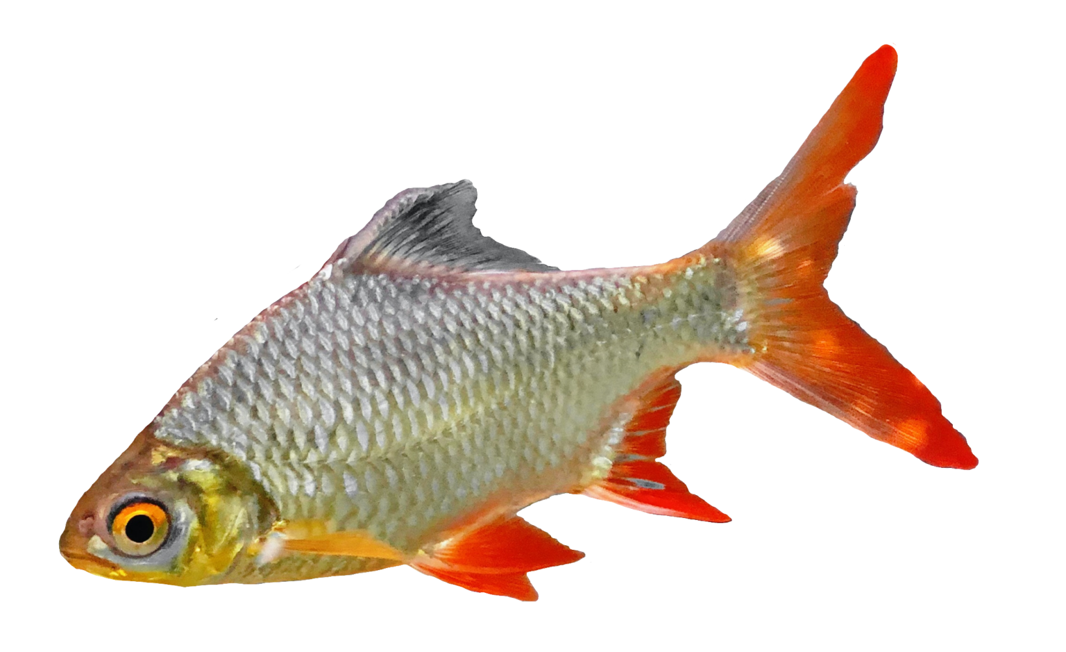 Fish PNG images free download - Pngfre