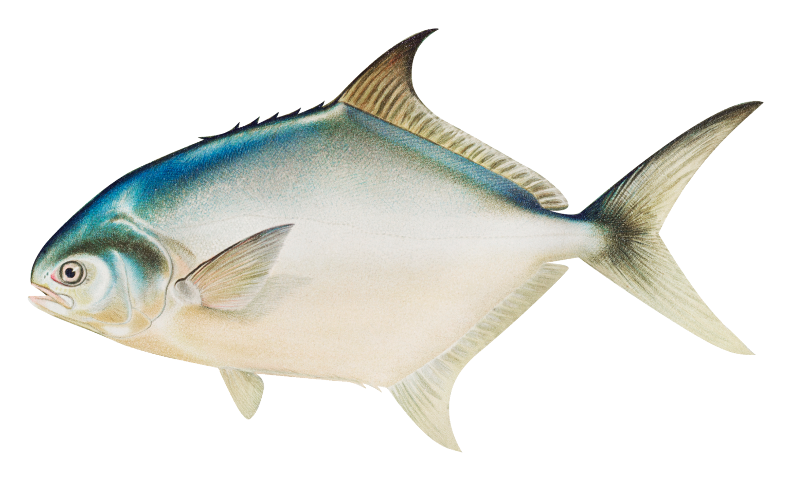 Fish PNG images free download - Pngfre