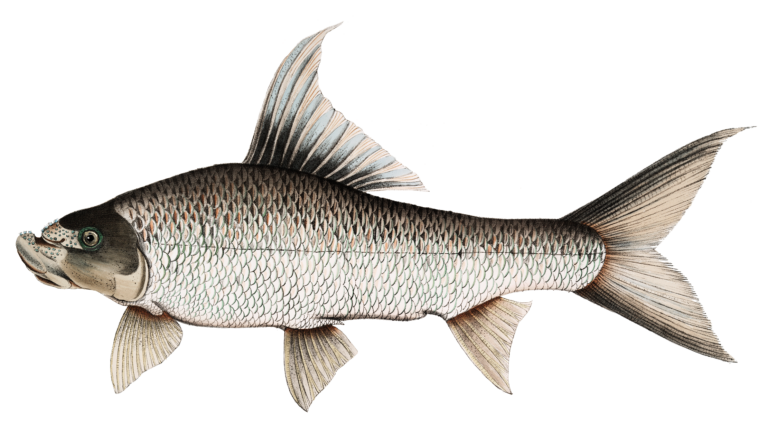 Fish PNG images free download - Pngfre