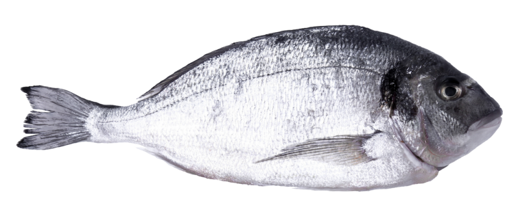 Fish PNG images free download - Pngfre