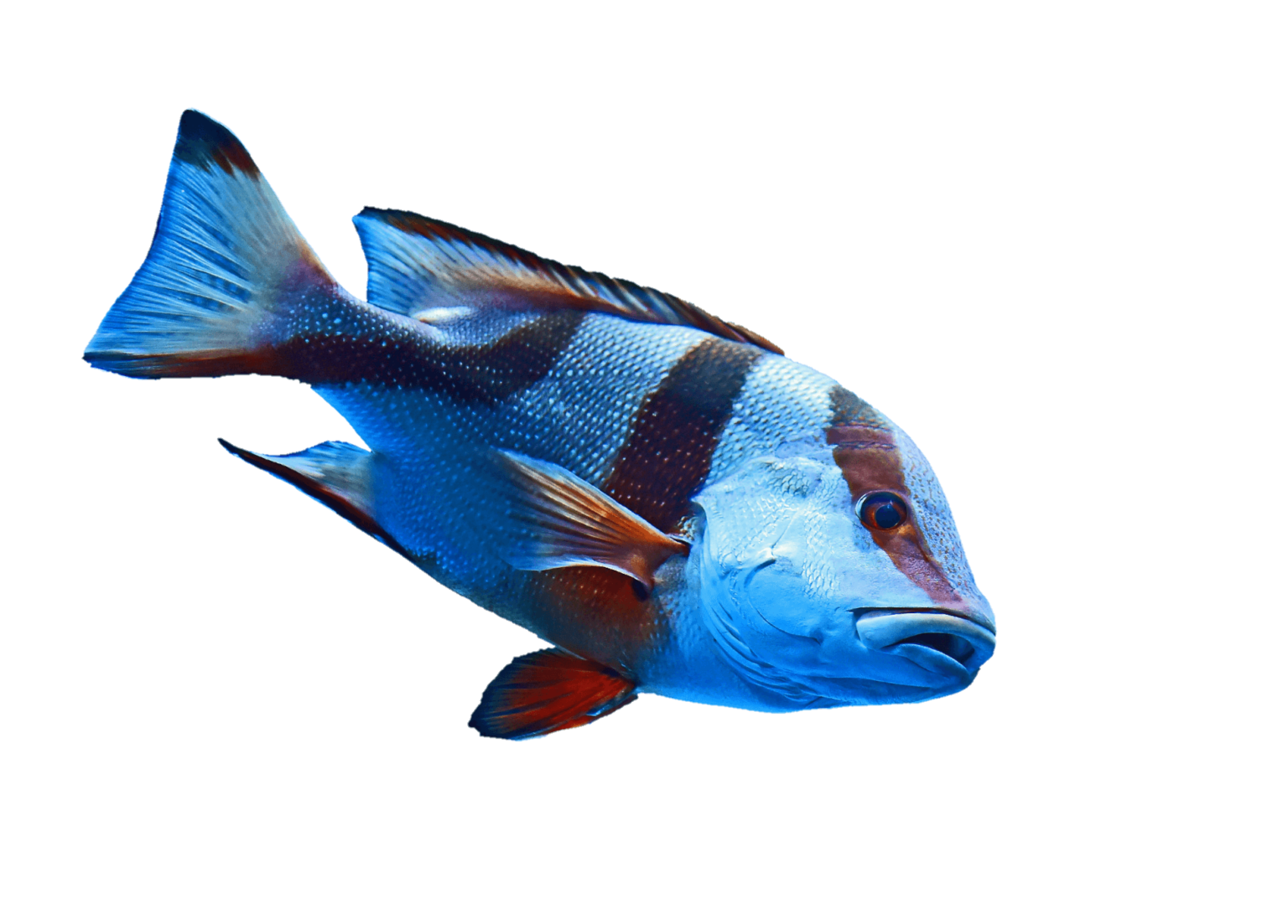 Fish PNG Transparent Images Free Download - Pngfre