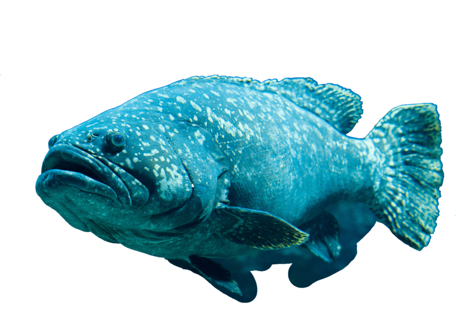 Fish PNG Transparent Images Free Download - Pngfre