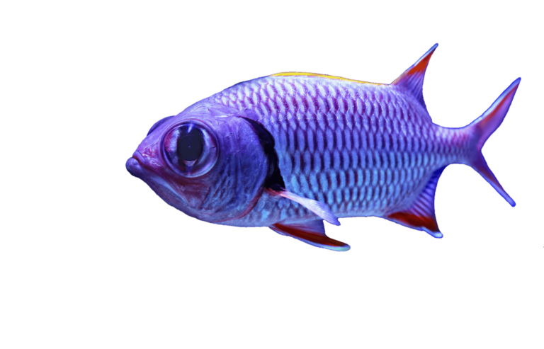 Fish PNG Transparent Images Free Download - Pngfre
