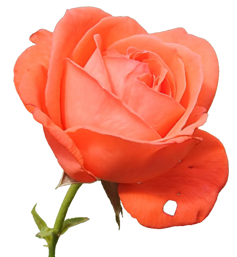 Flower PNG Images free Download - Pngfre