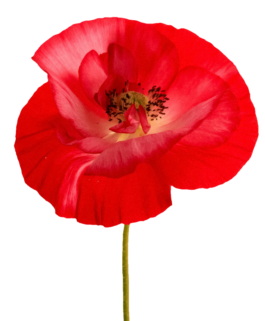 Flower PNG Images free Download - Pngfre