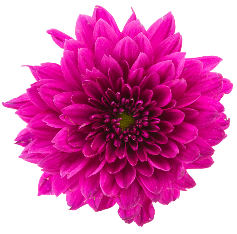 Flower PNG Images free Download - Pngfre