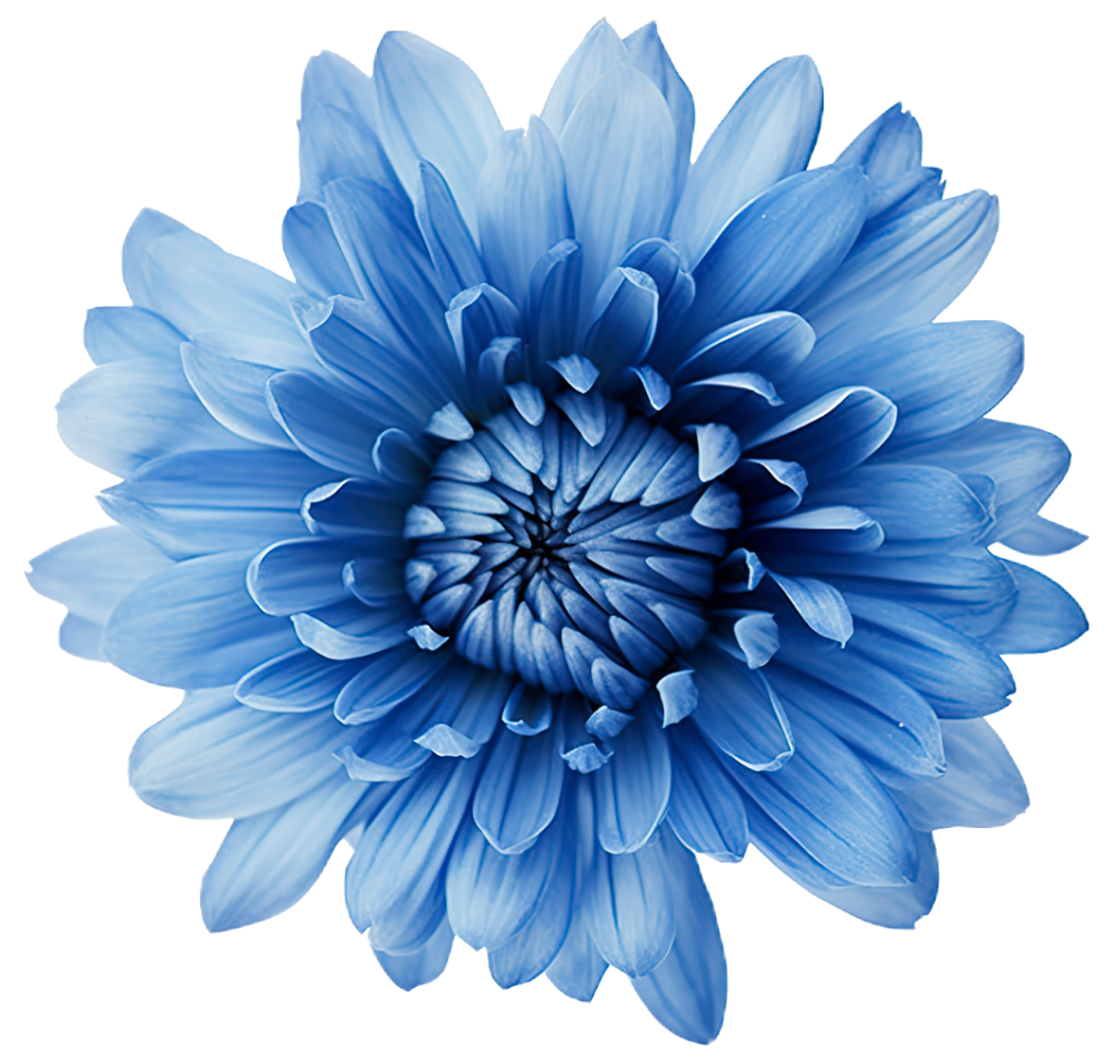 Flower PNG Images free Download - Pngfre