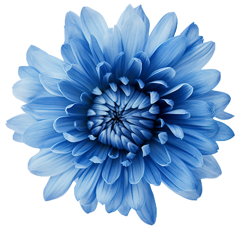 Flower PNG Images free Download - Pngfre