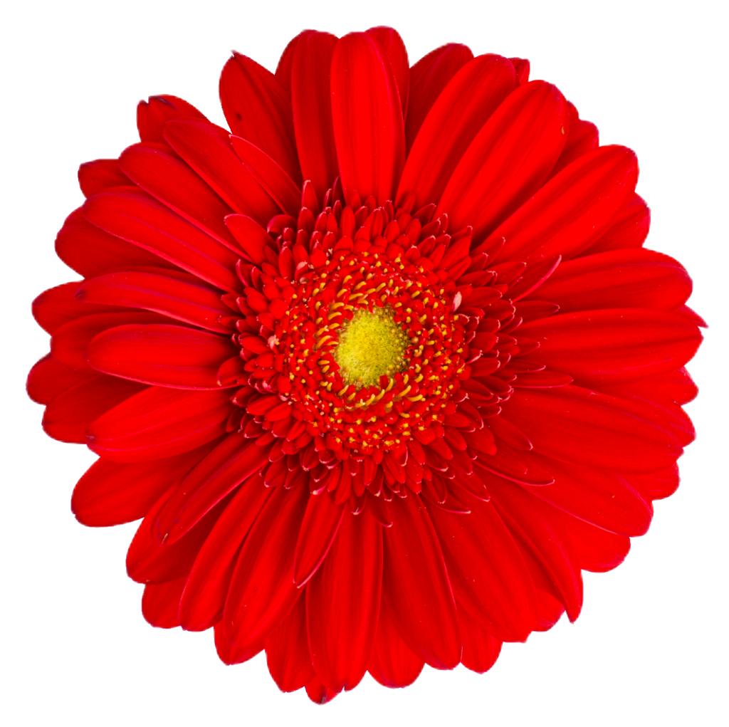 Flower PNG Images free Download - Pngfre