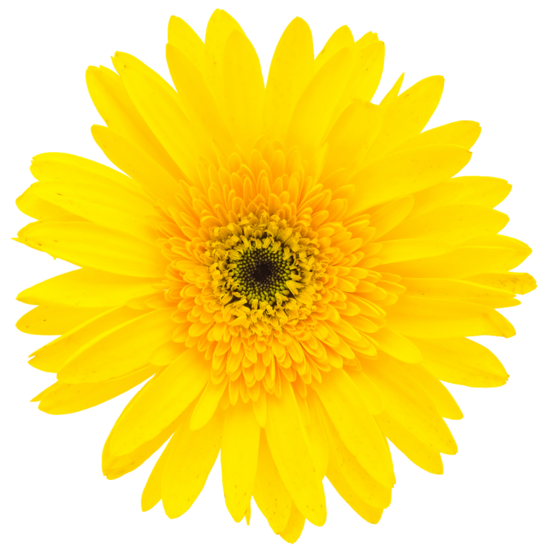 Flower PNG Images free Download - Pngfre