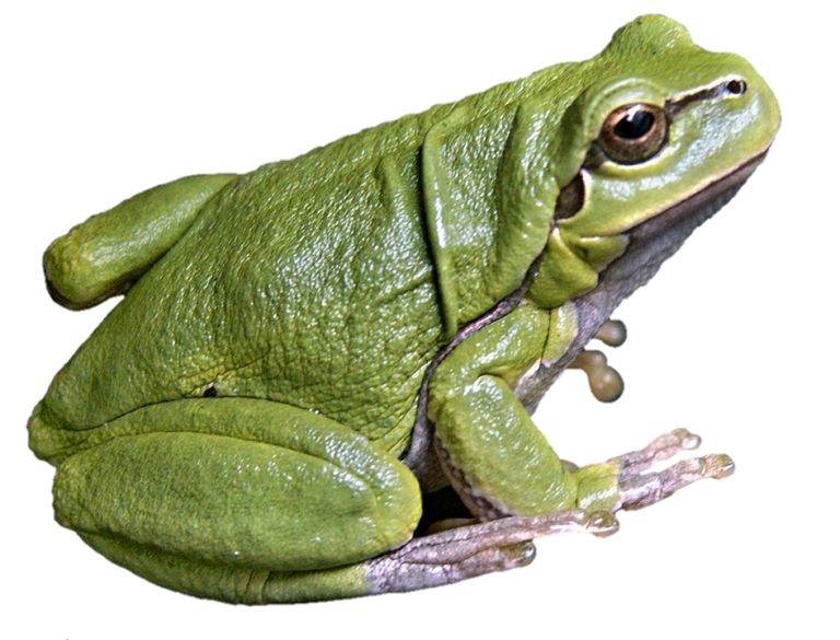 Frog PNG Transparent Images Free Download - Pngfre