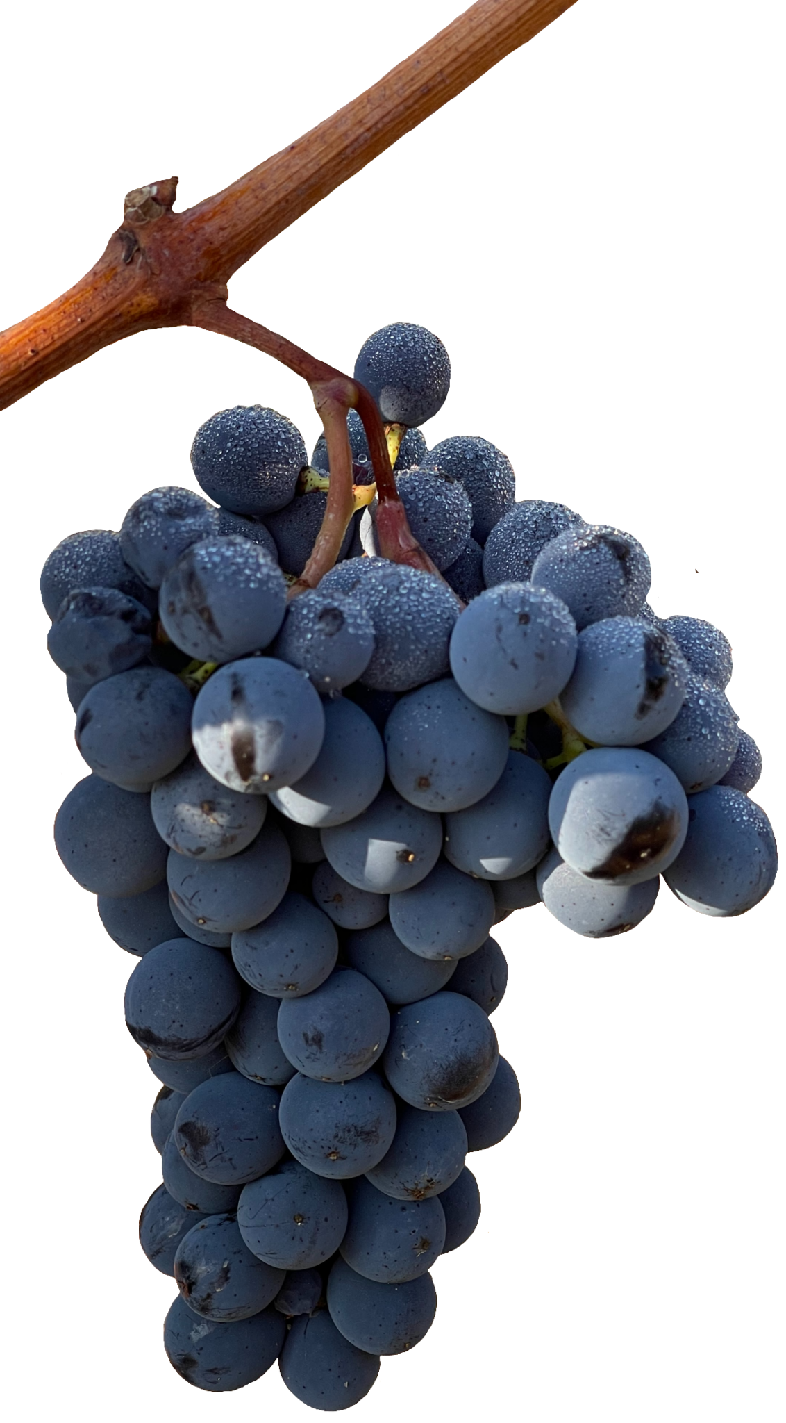 Grape PNG Transparent Images Free Download - Pngfre