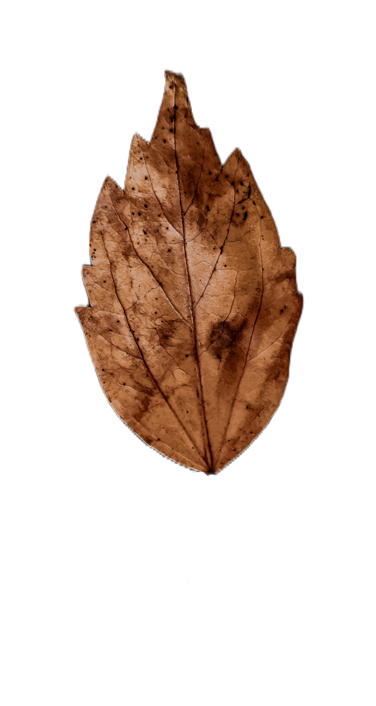 Leaf PNG Transparent Images | Pngfre