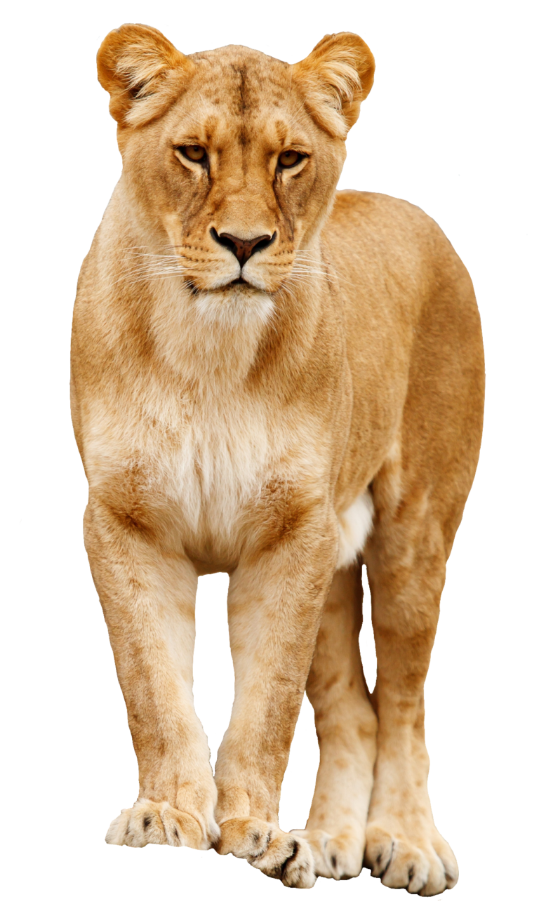 Lion PNG Transparent Images Free Download - Pngfre