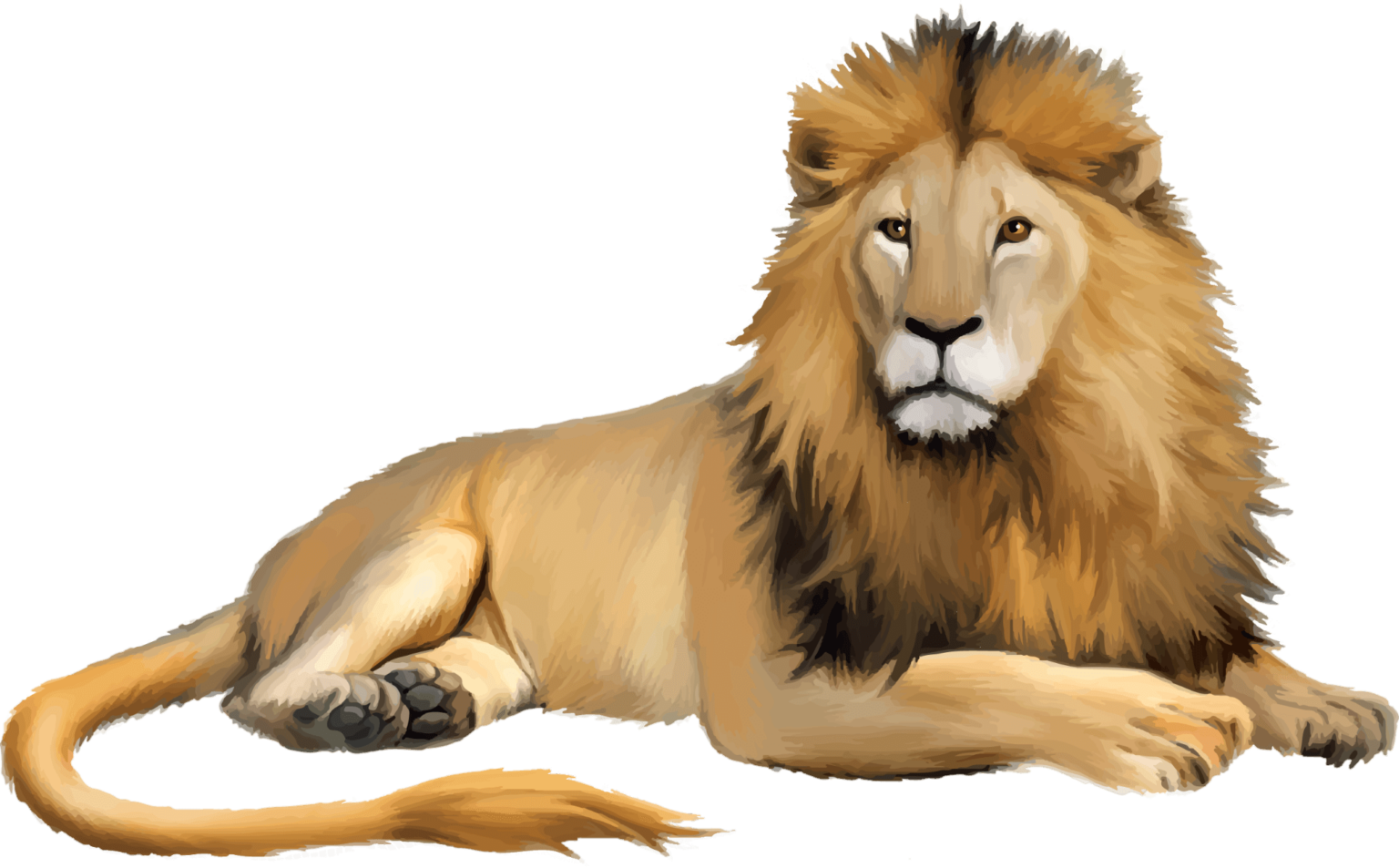 Lion PNG Transparent Images Free Download - Pngfre