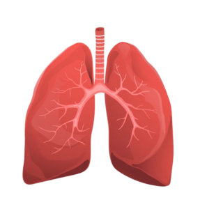 Lungs PNG Transparent Images Free Download - Pngfre