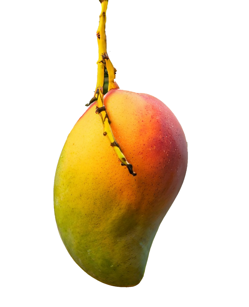 Mango PNG Images free Download - Pngfre