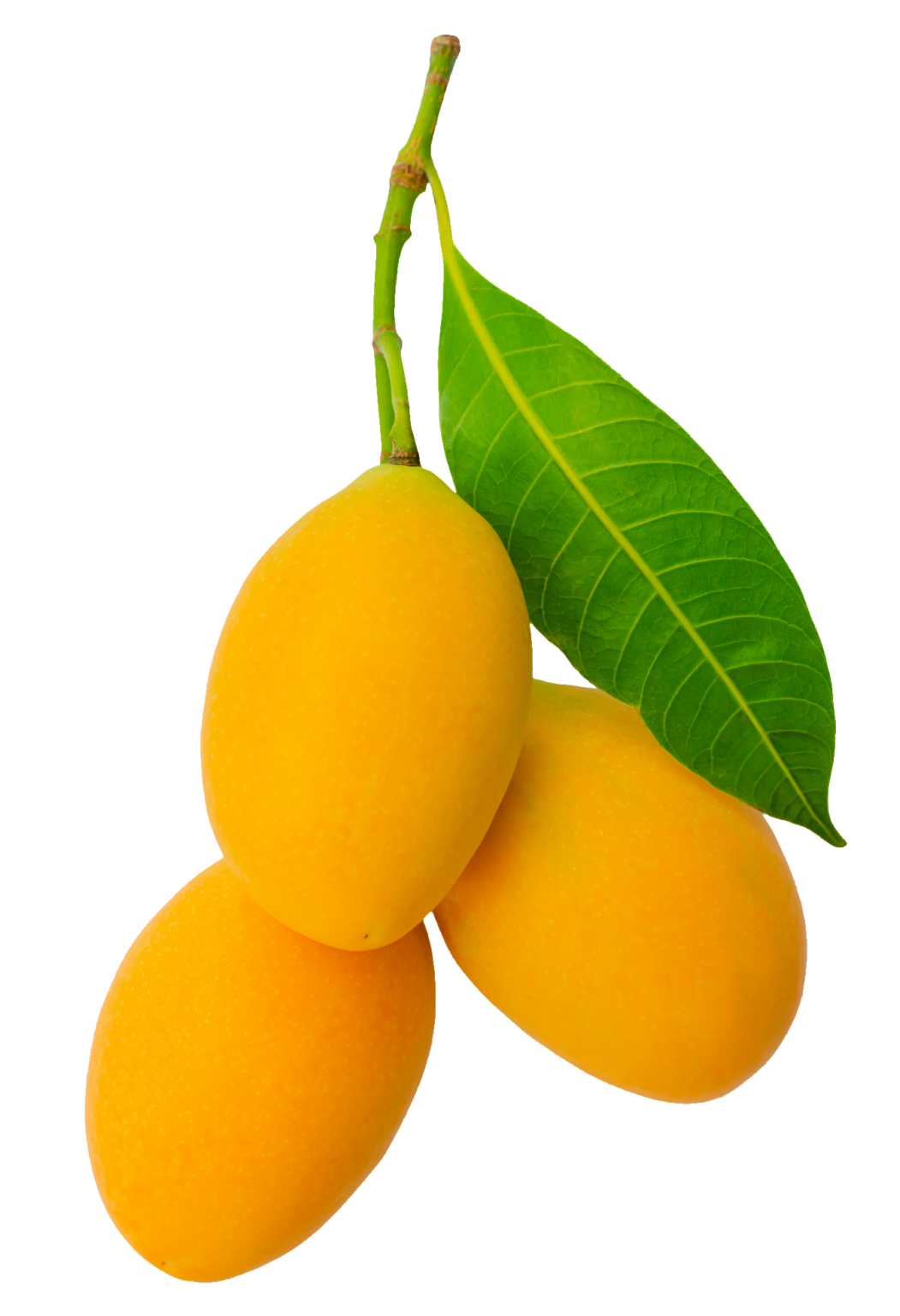 Mango PNG Images free Download - Pngfre