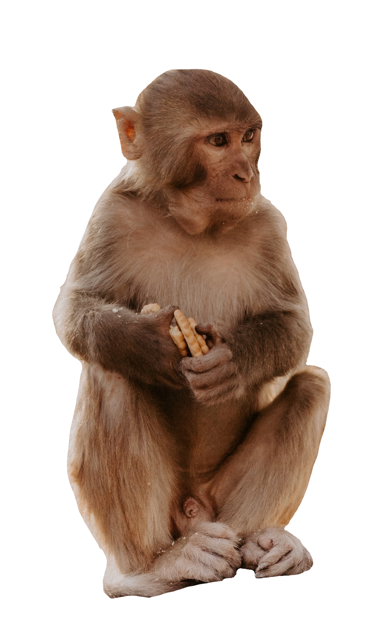 Monkey PNG Transparent Images Free Download - Pngfre