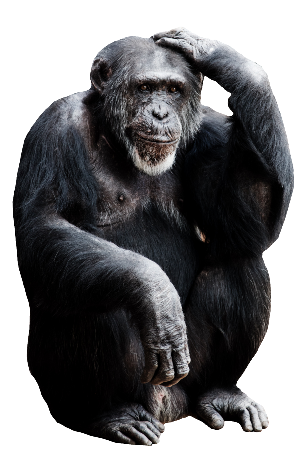 Monkey PNG Transparent Images Free Download - Pngfre