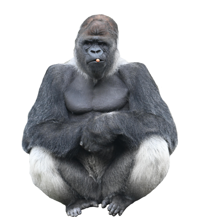 Monkey PNG Transparent Images Free Download - Pngfre