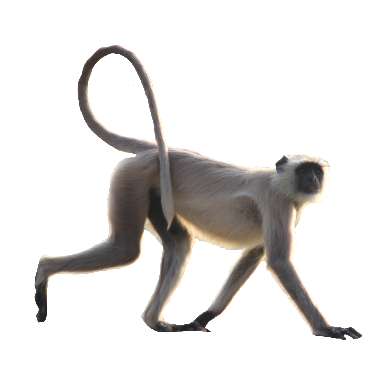 Monkey PNG Transparent Images Free Download - Pngfre
