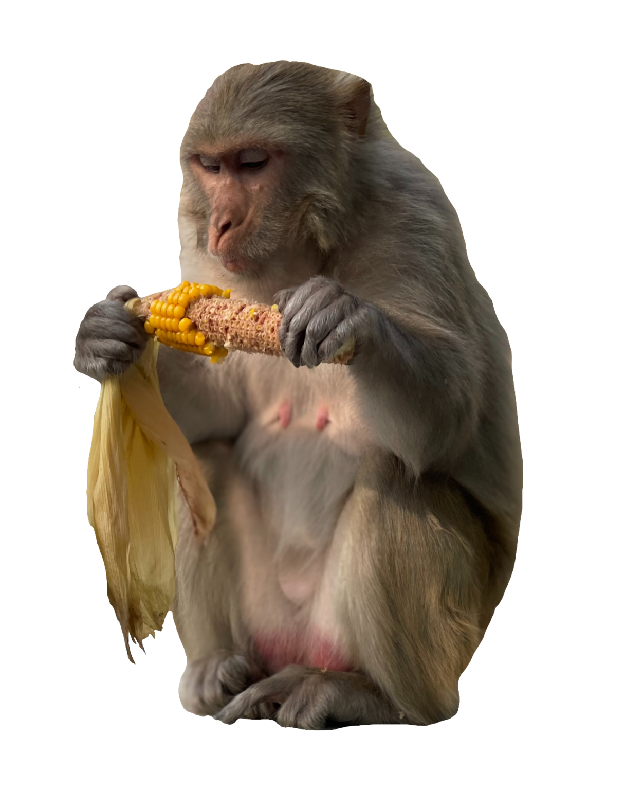 Monkey PNG Transparent Images Free Download - Pngfre