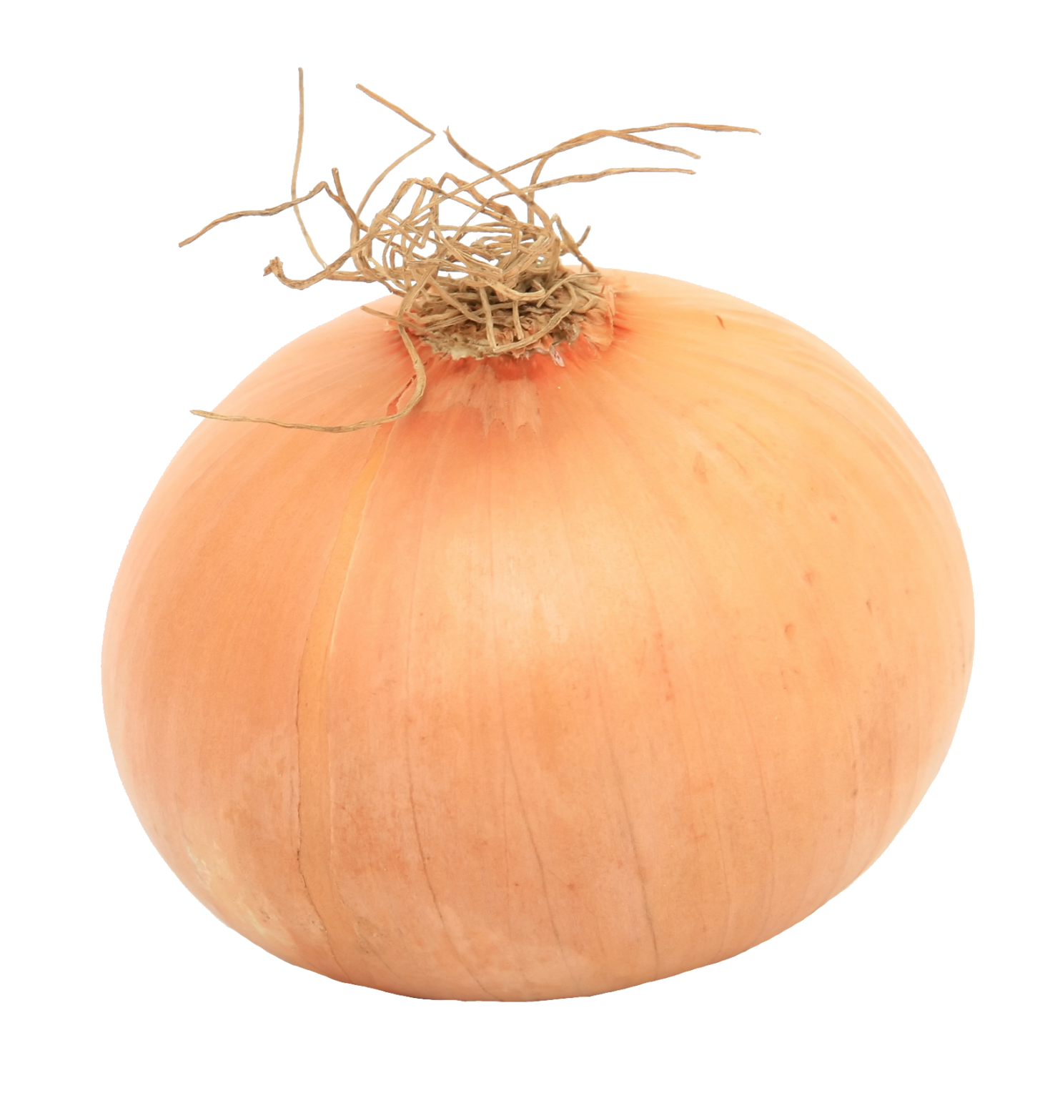 Onion PNG Transparent Images Free Download - Pngfre