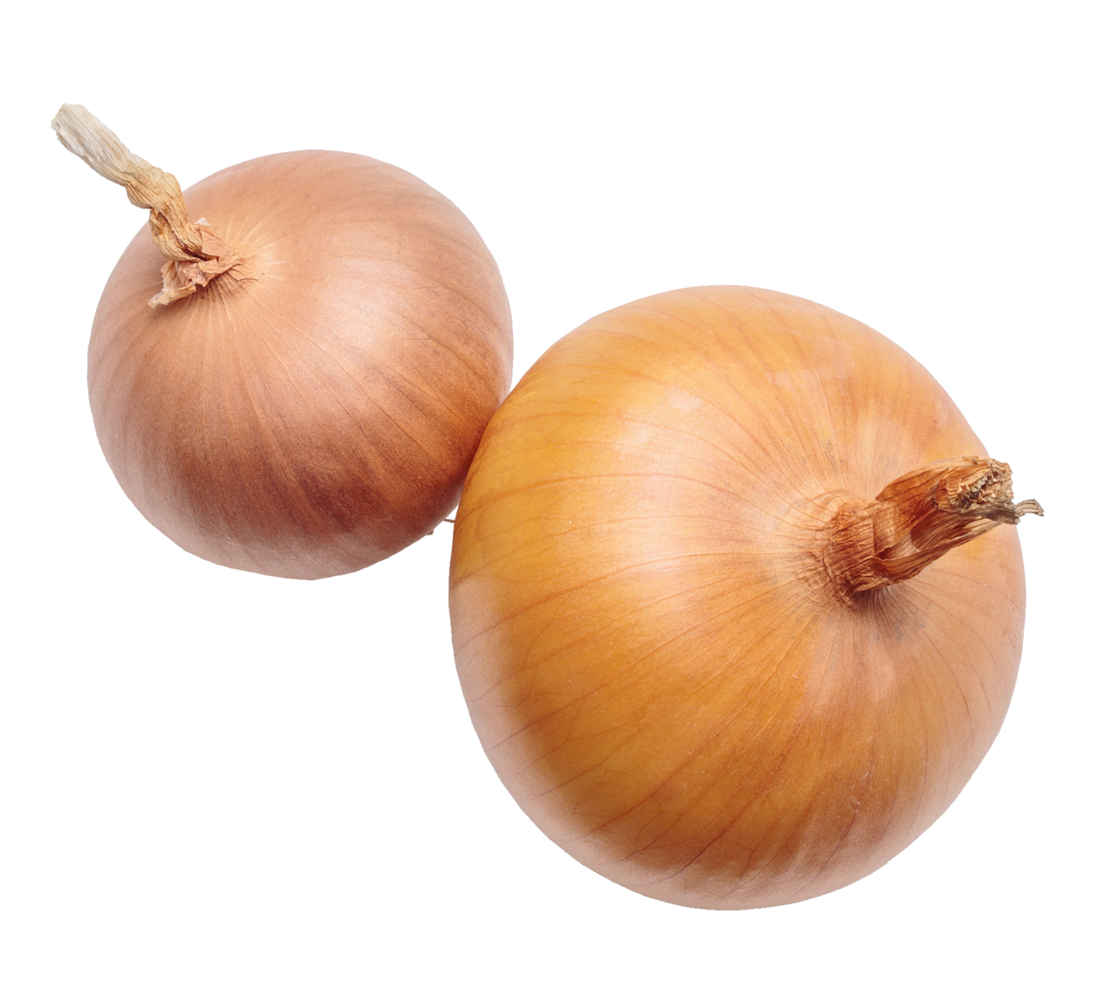 Onion PNG Transparent Images Free Download - Pngfre