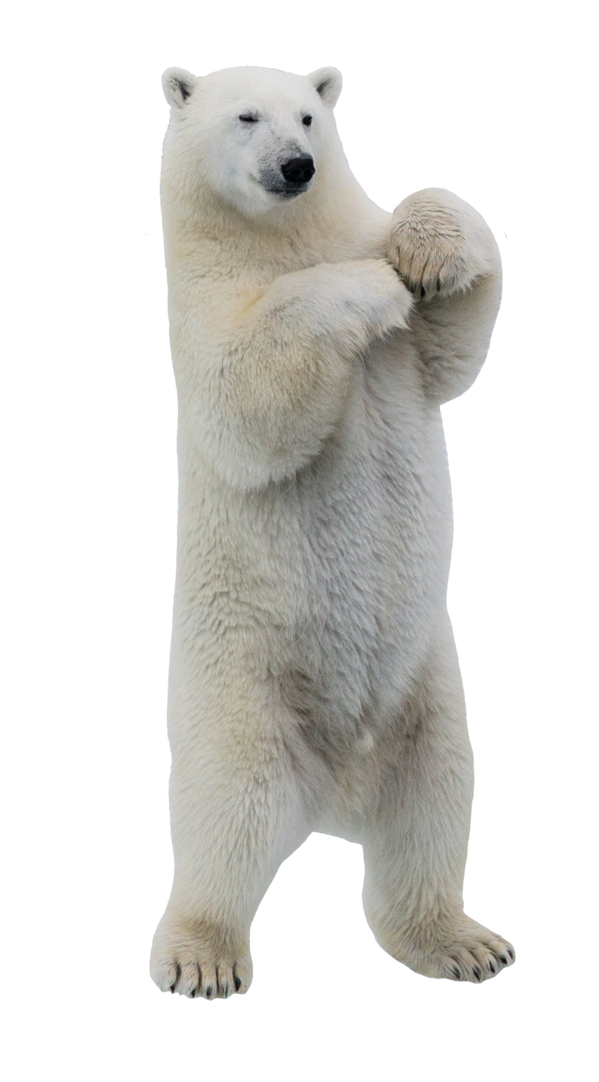 Polar Bear PNG Transparent Images Free Download - Pngfre